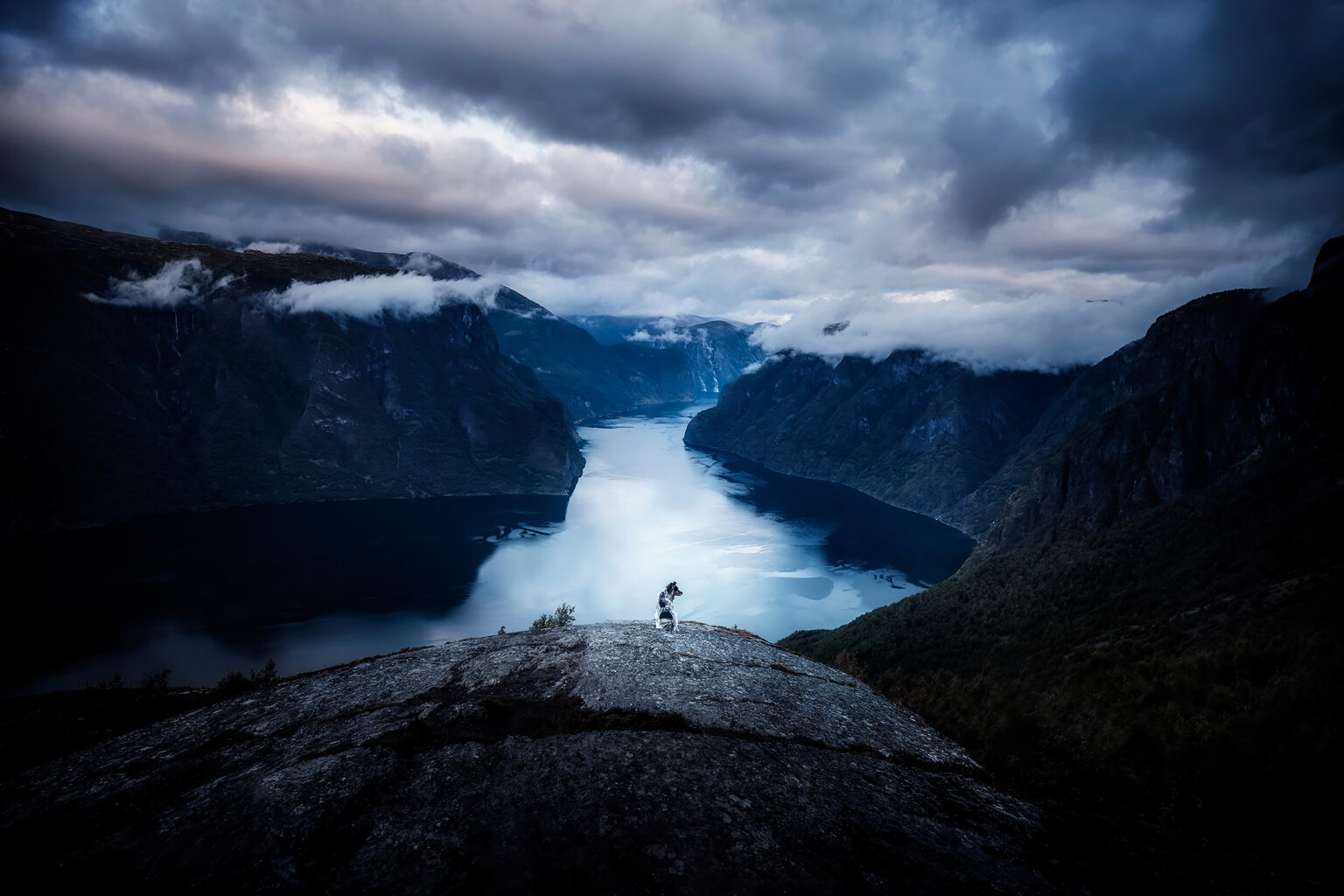 Anne Geier Fotografie – Hundefotografie Österreich