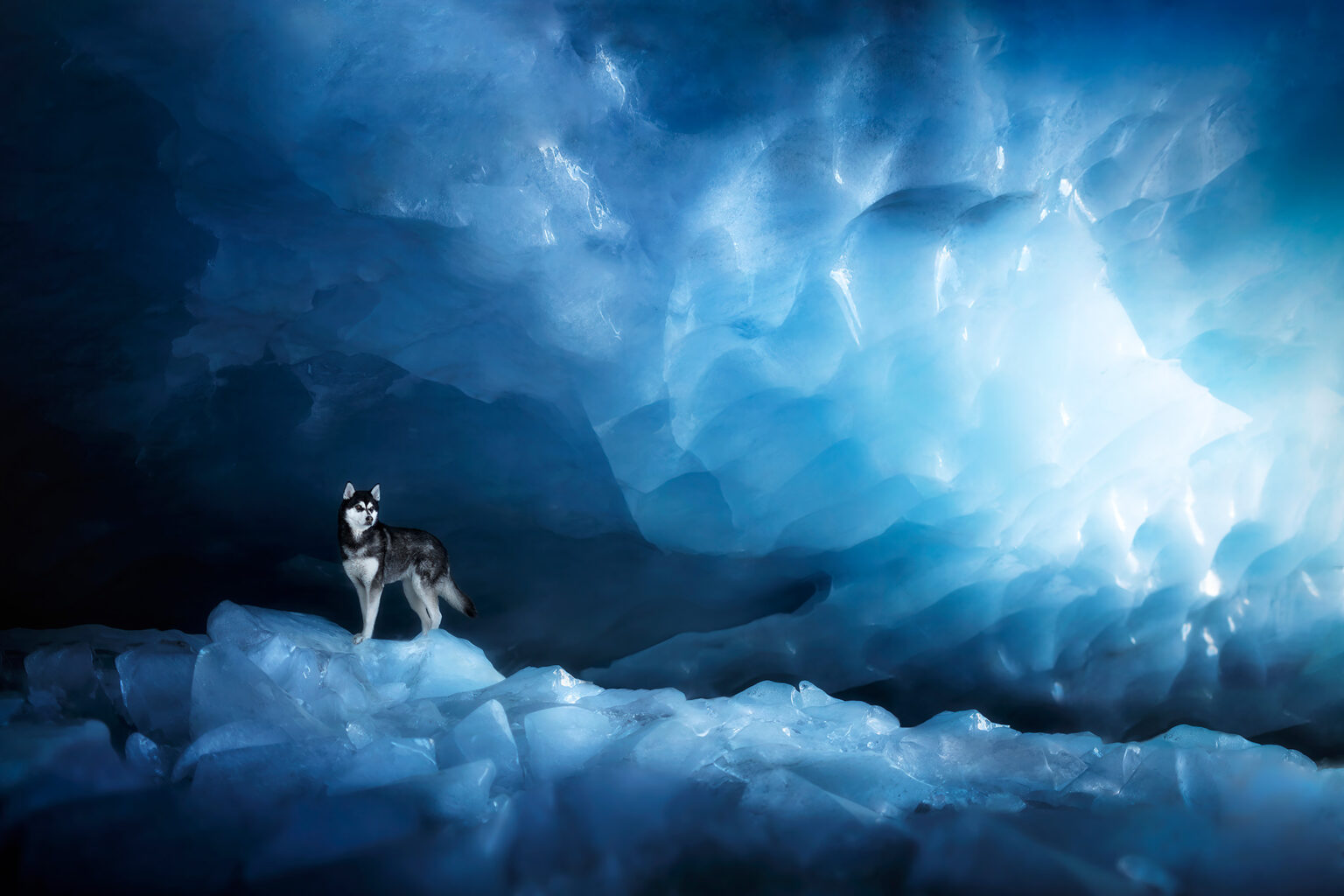 Hundefotoshooting Österreich - Anne Geier Fotografie Angebot