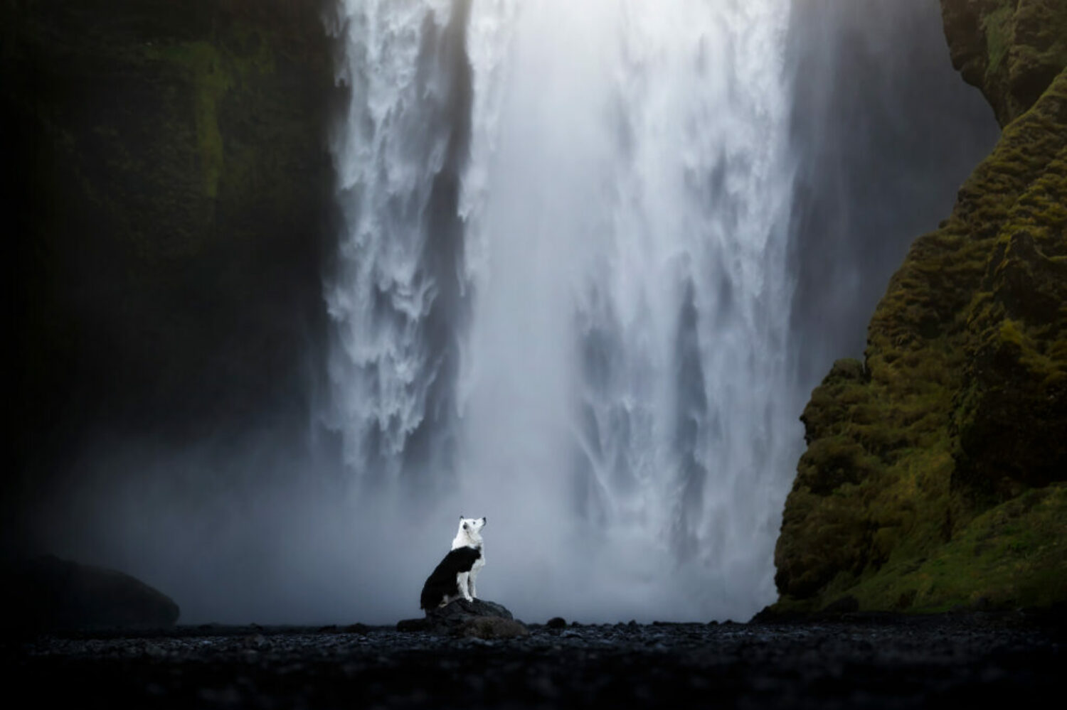 Hundefotoshooting Österreich - Anne Geier Fotografie Angebot