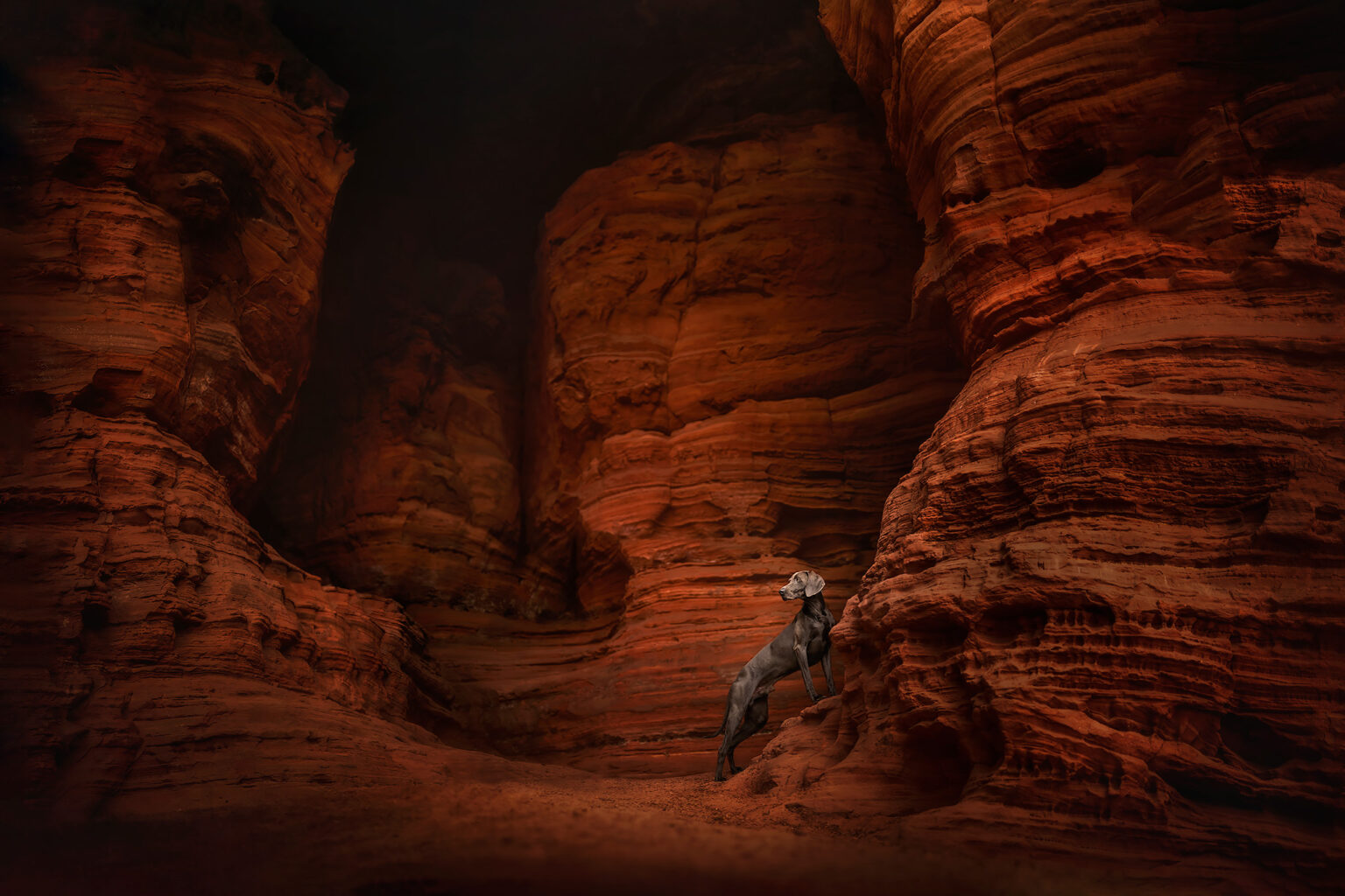 Anne Geier Fotografie – Hundefotografie Österreich